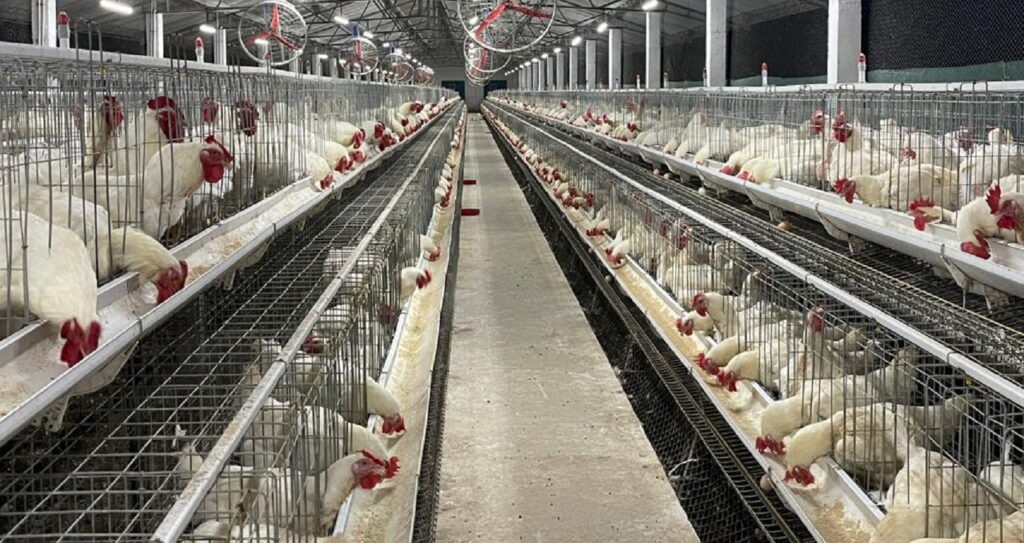 Kasturi Poultry Farm – Tasty and Nutritious Protein