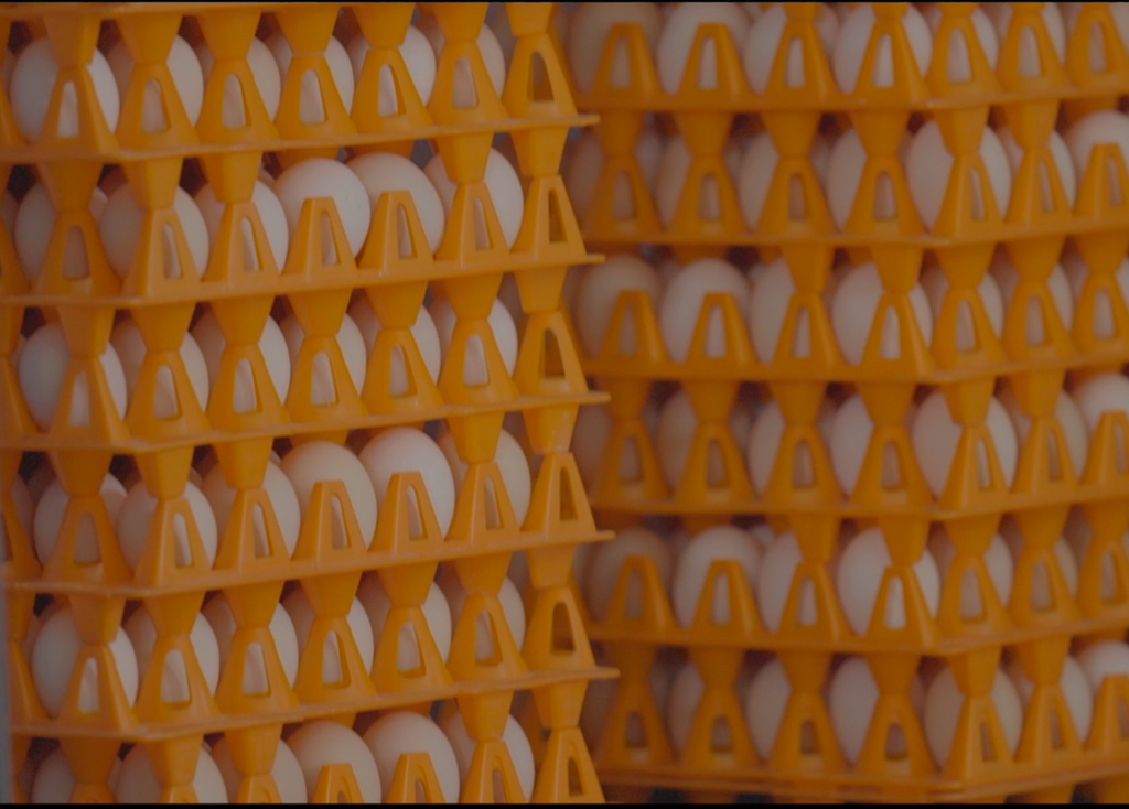 Breeding – Kasturi Poultry Farm